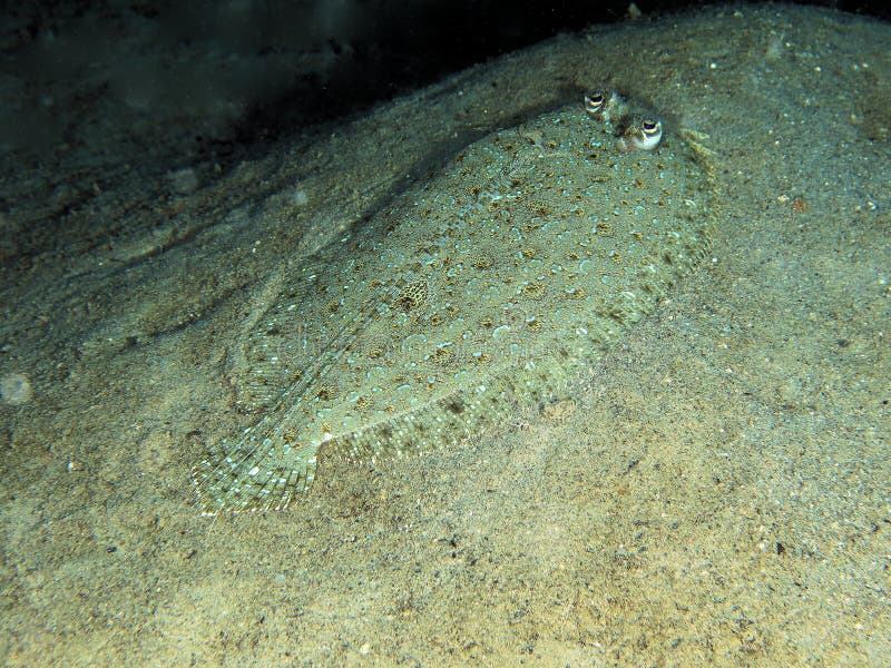 Pose Thirth Beautiful Flat Fish in the Darkness Stock Photo - Image of ...