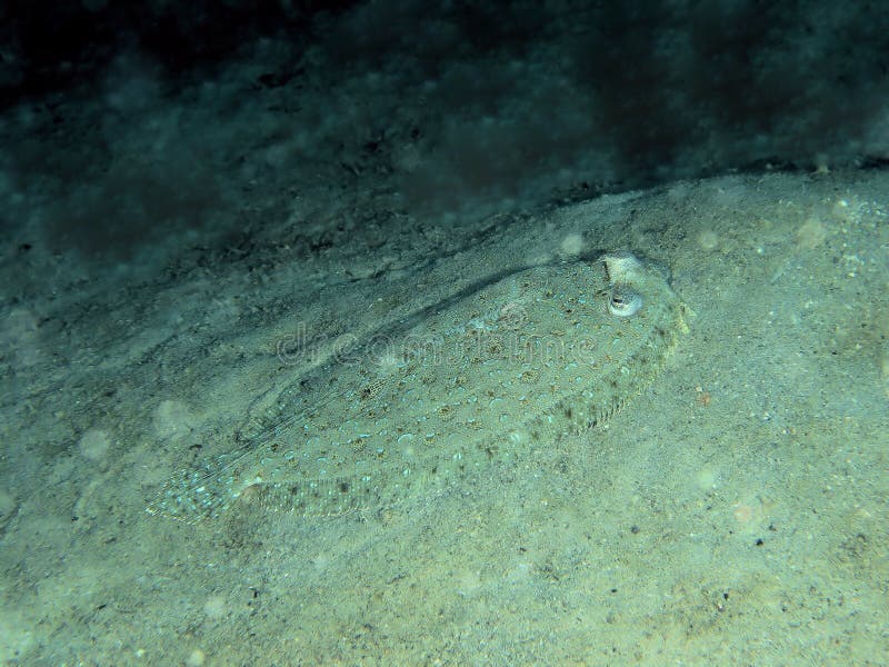 Pose First Beautiful Flat Fish in the Darkness Stock Photo - Image of ...