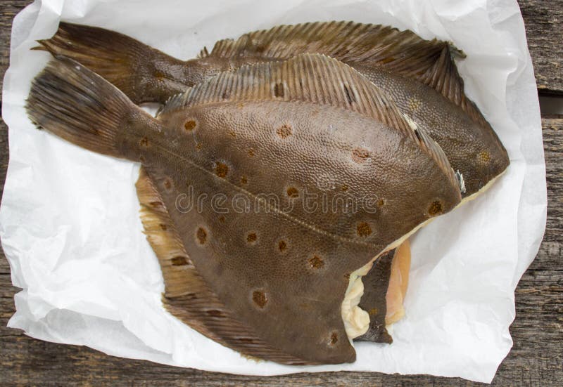 Flatfish stock image. Image of board, fauna, flat, tail - 48282819