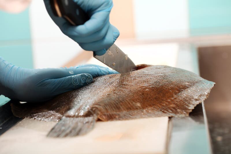 Flatfish getting sliced stock photo. Image of animal - 33068864