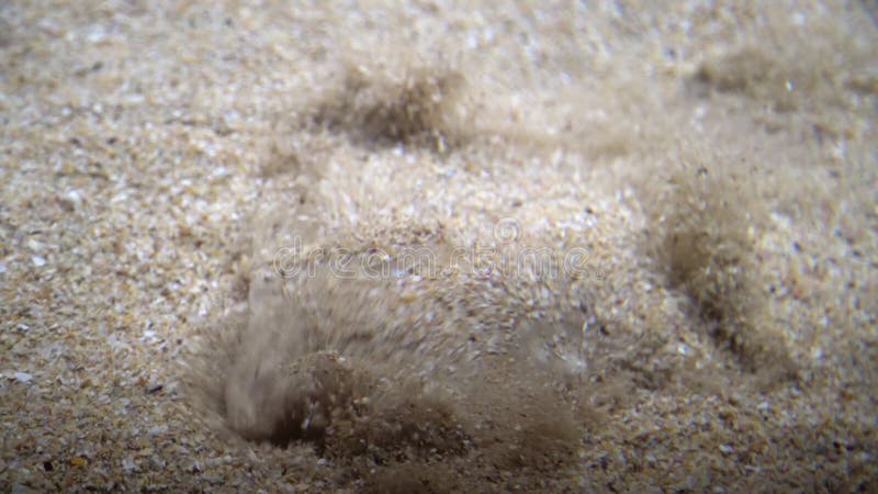 Flatfish - Pleuronectidae. Flat Fish Laying Under the Sand on the Sea ...