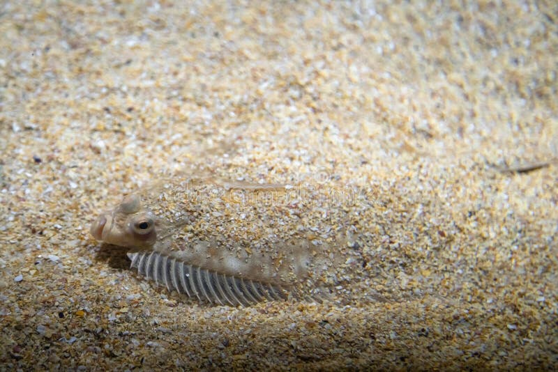 Flatfish - Pleuronectidae. Flat Fish Laying Under The Sand On The Sea ...