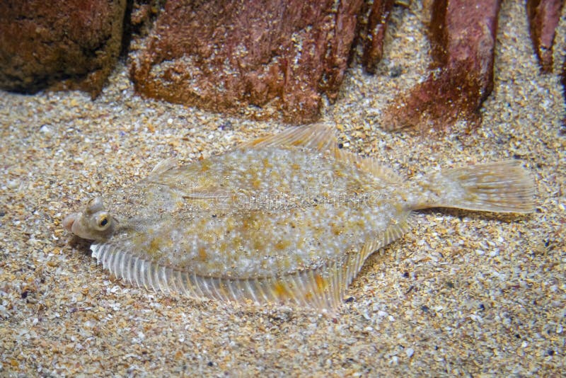 Flatfish - Pleuronectidae. Flat Fish Laying Under the Sand on the Sea ...