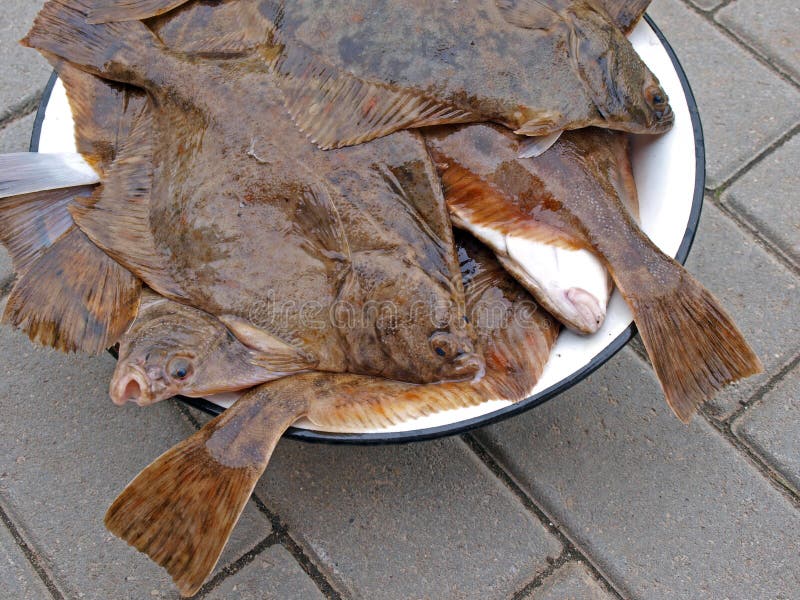 Flatfishes 2 stock photo. Image of fresh, fisherman, fluke - 14697208