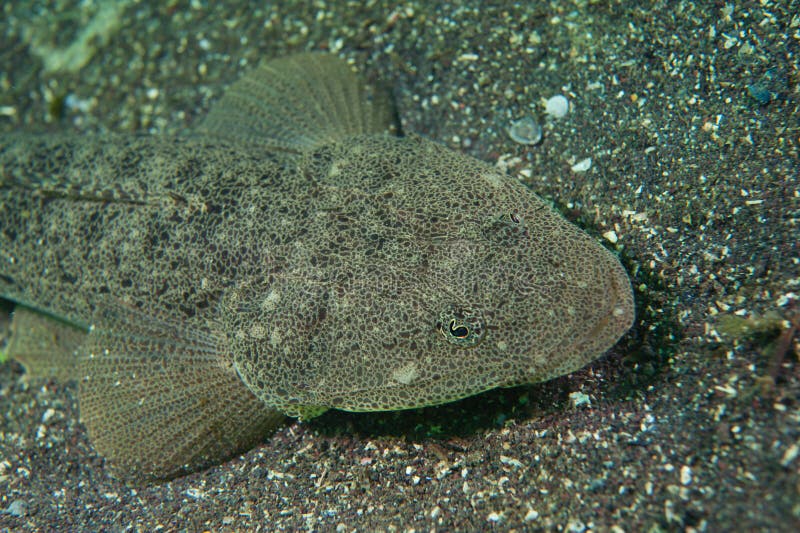 407 Flathead Fish Photos - Free & Royalty-Free Stock Photos from Dreamstime