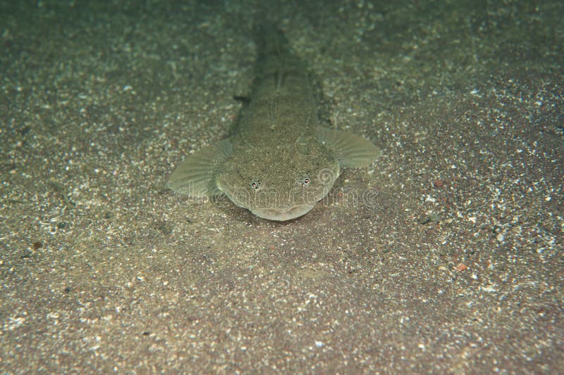 Flathead stock photo. Image of environment, leisure, nature - 22524640