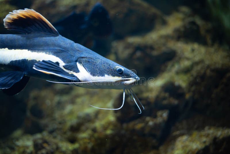 Flathead Catfish in an Aquarium. Flathead Catfish is the only ...