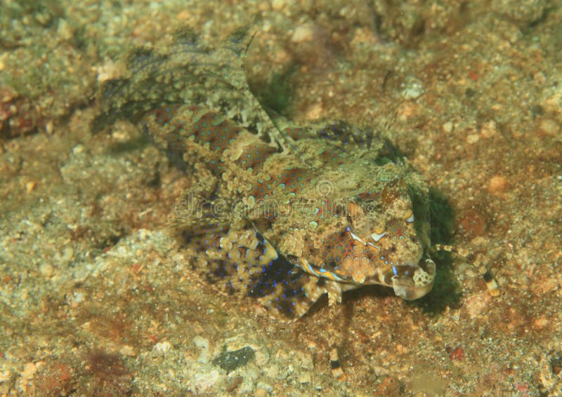 Flathead fish stock photo. Image of north, flathead, marine - 37695994