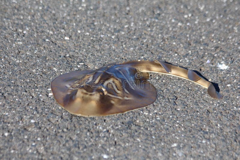 695 Flathead Fish Photos - Free & Royalty-Free Stock Photos from Dreamstime