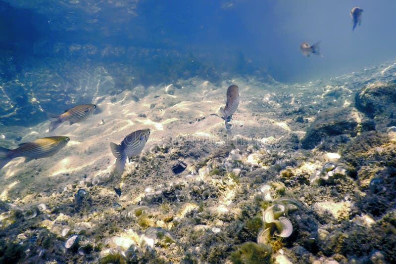 Flathead Gray Mullet Fish Swim Underwater Stock Image - Image of ...