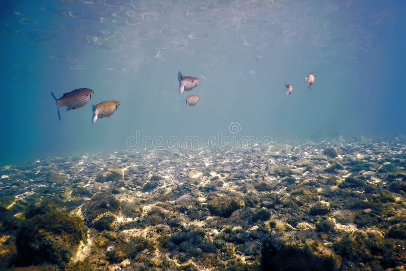 Flathead Gray Mullet Fish Swim Underwater Stock Image - Image of ...