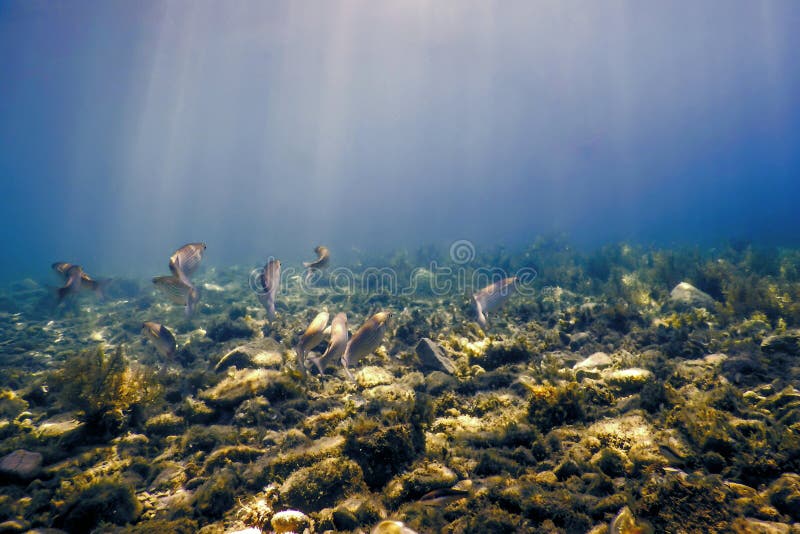 Flathead Gray Mullet Fish Swim Underwater Stock Image - Image of ...
