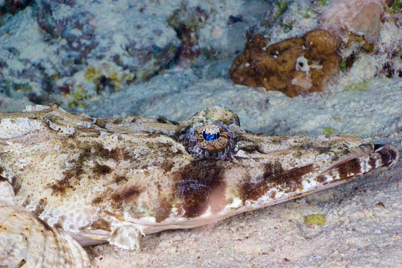 Flathead head stock photo. Image of exotic, wild, crocodilefish - 28562552