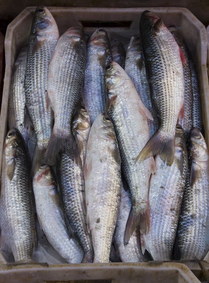 Flathead mullet fish stock image. Image of environment - 34325375