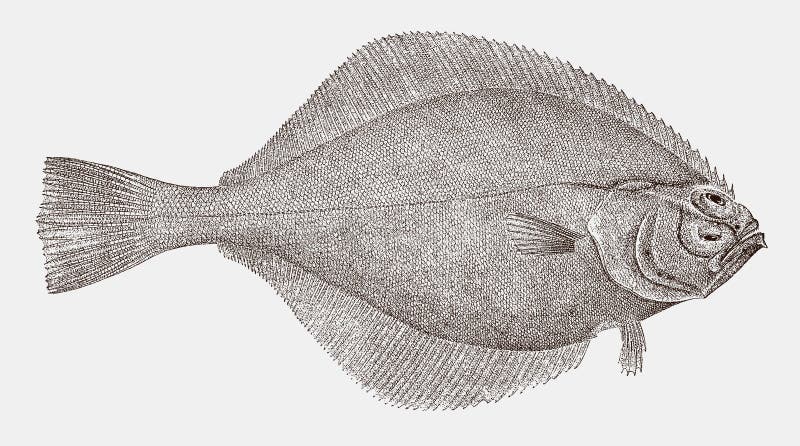 Flathead Fish Stock Illustrations – 28 Flathead Fish Stock ...