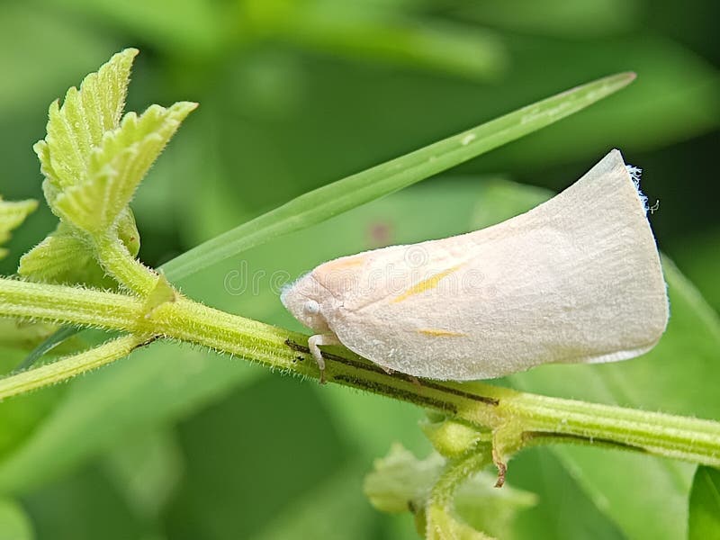 Flatidae are a Family of Fulgoroid planthoppers. they are cosmopolitan ...