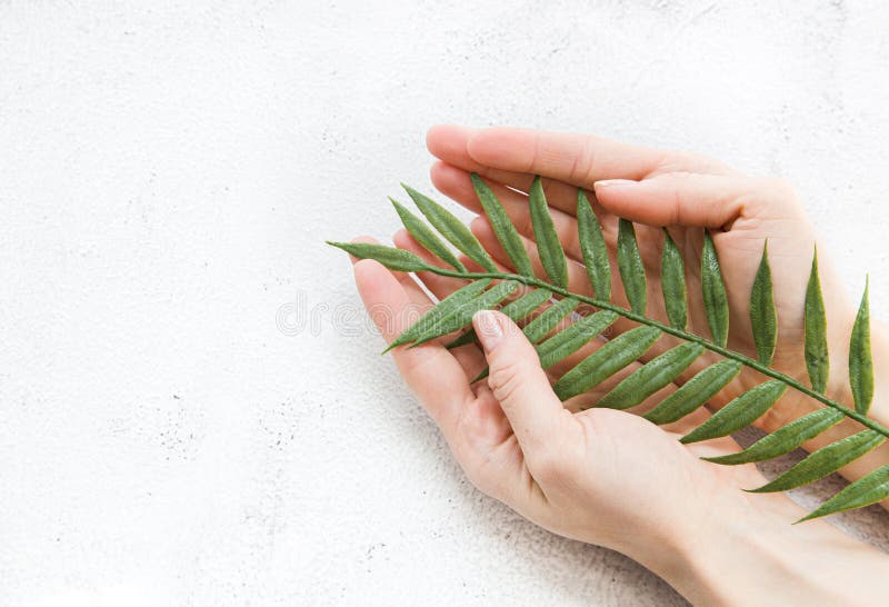 Flatlay. Female Hands with a Palm Leaf in Hand on a Background of Free ...
