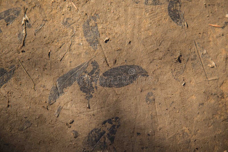 Flattened Leaves stock image. Image of textured, wallpaper - 62946433