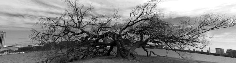 Flattened Tree stock photo. Image of flat, winter, pano - 581292