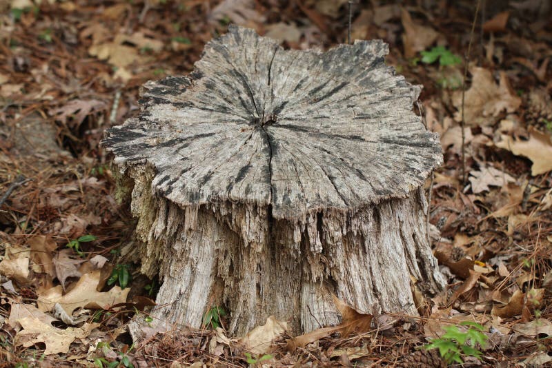Flattened Tree Stump stock photo. Image of nature, aging - 228137692