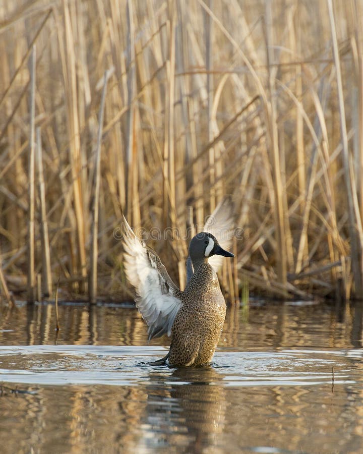 209 Flattern Ente Fotos - Kostenlose und Royalty-Free Stock-Fotos von ...