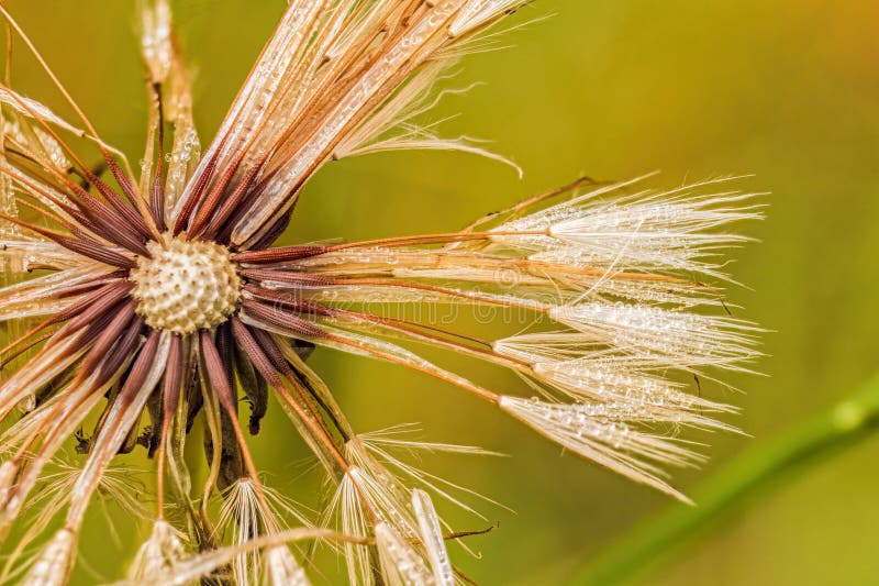 Flatweed Seed Head with Tiny Rain Drops on it Stock Image - Image of ...