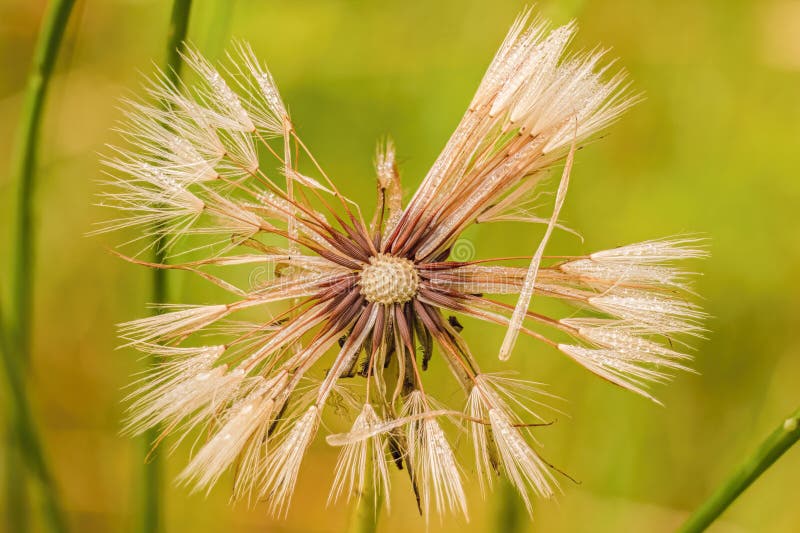 Flatweed Seed Head Stock Photos - Free & Royalty-Free Stock Photos from ...