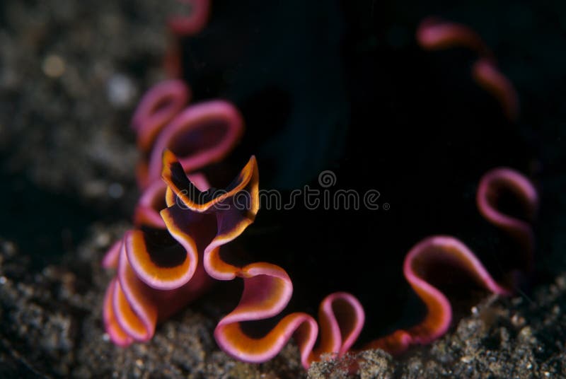 White worm in soil stock image. Image of terrestrial, dirt - 4879091