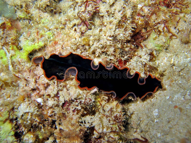 Marine Flatworm stock image. Image of worm, marine, macro - 396891