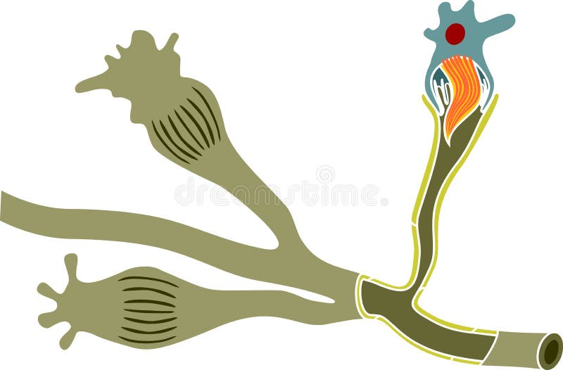 System Protonephridia Stock Illustrations – 116 System Protonephridia ...