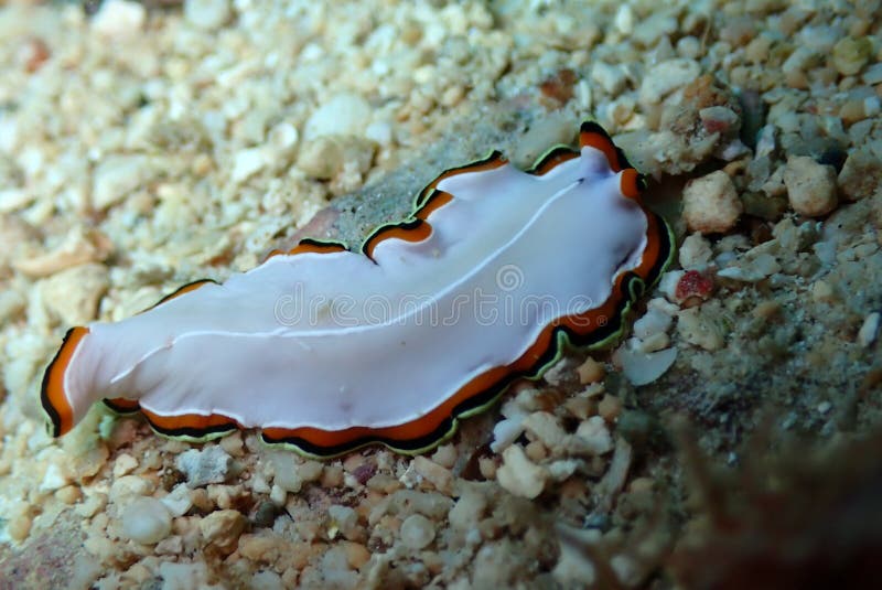 Planaria Anatomy Stock Photos - Free & Royalty-Free Stock Photos from ...