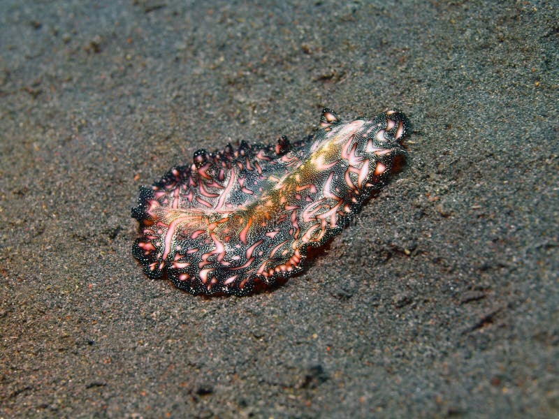 Flatworm stock photo. Image of water, ocean, world, invertebrate - 50032344