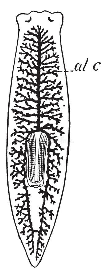 Phylum Stock Illustrations – 245 Phylum Stock Illustrations, Vectors ...