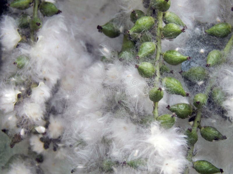 Flaum Der Weißen Pappel in Der Blüte Stockfoto - Bild von schönheit ...