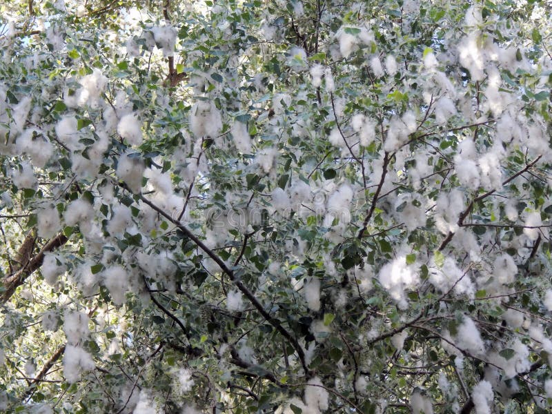 Flaum Der Weißen Pappel in Der Blüte Stockfoto - Bild von schönheit ...