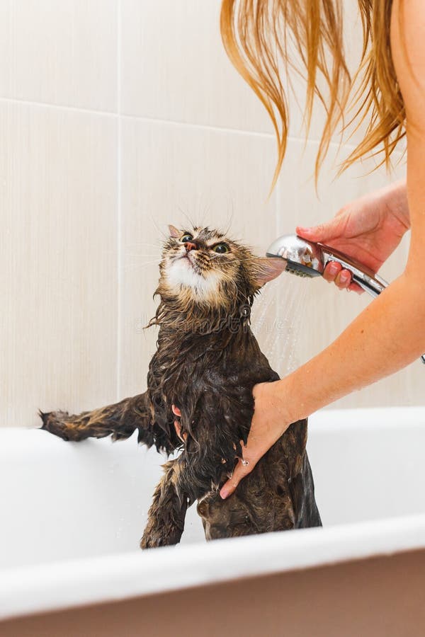 Katze nimmt eine Dusche stockbild. Bild von modern, douche - 151807127