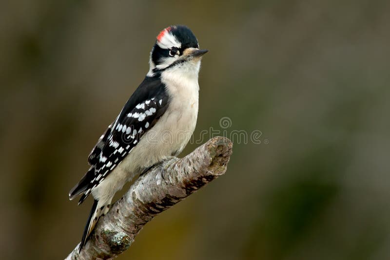 Flaumiger Specht stockbild. Bild von wildnis, park, feder - 46336765