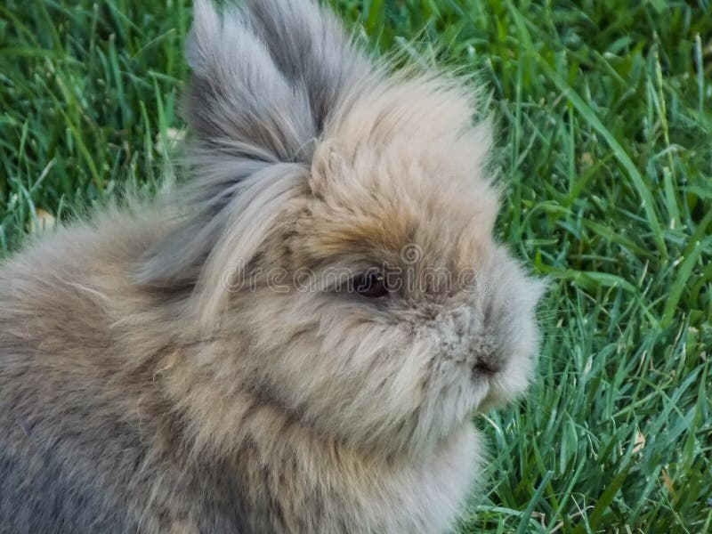 Angora-Kaninchen stockfoto. Bild von kaninchen, braun - 19097606