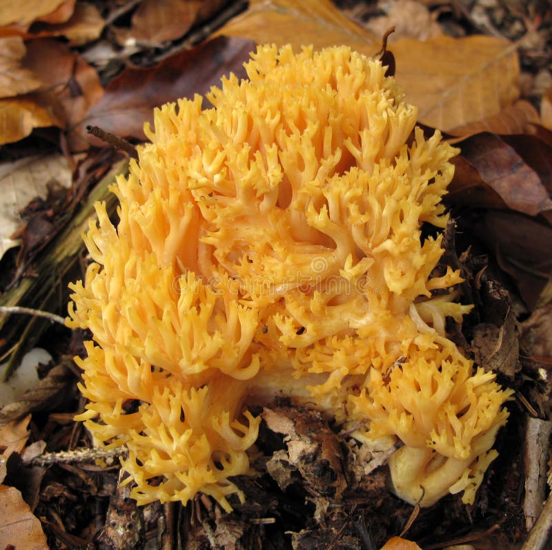 Flava De Corail Changle De Ramaria De Champignon De Couche Image stock ...