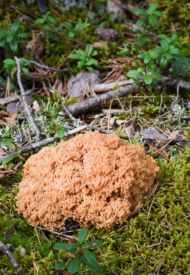 Flava De Ramaria, Champignon De Corail Comestible Image stock - Image ...