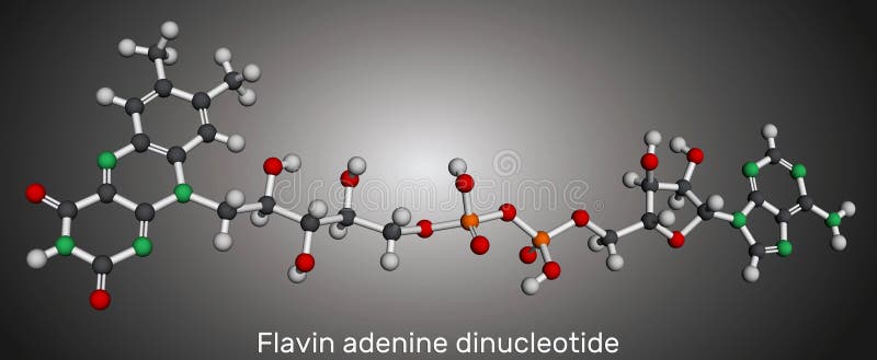 Flavin Adenine Dinucleotide, FAD Molecule. Molecular Model. 3D ...
