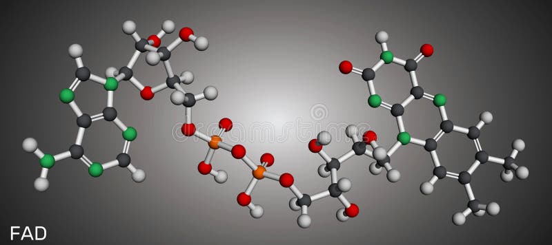 Flavin Adenine Dinucleotide, FAD Molecule. Molecular Model. 3D ...