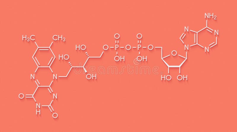Flavin Adenine Dinucleotide FAD Redox Coenzyme Molecule. Skeletal ...
