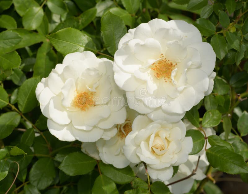 Flawless White Climbing Roses in Spring Sun Stock Image - Image of open ...