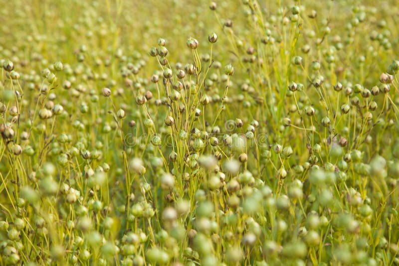 Flax stock image. Image of fibre, interesting, decorative - 10515689