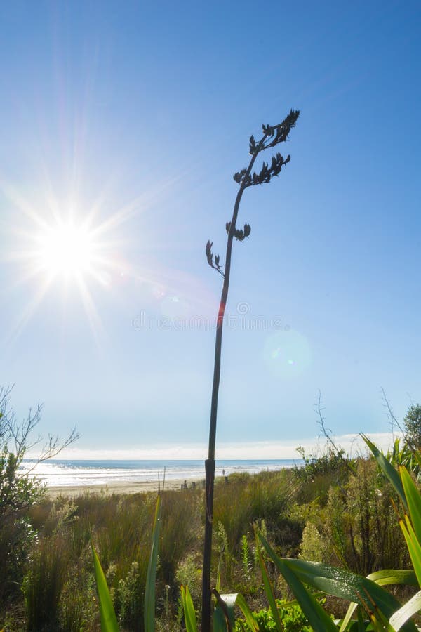 Flax Back-lit by Rising Sun Stock Photo - Image of lens, travel: 89712114