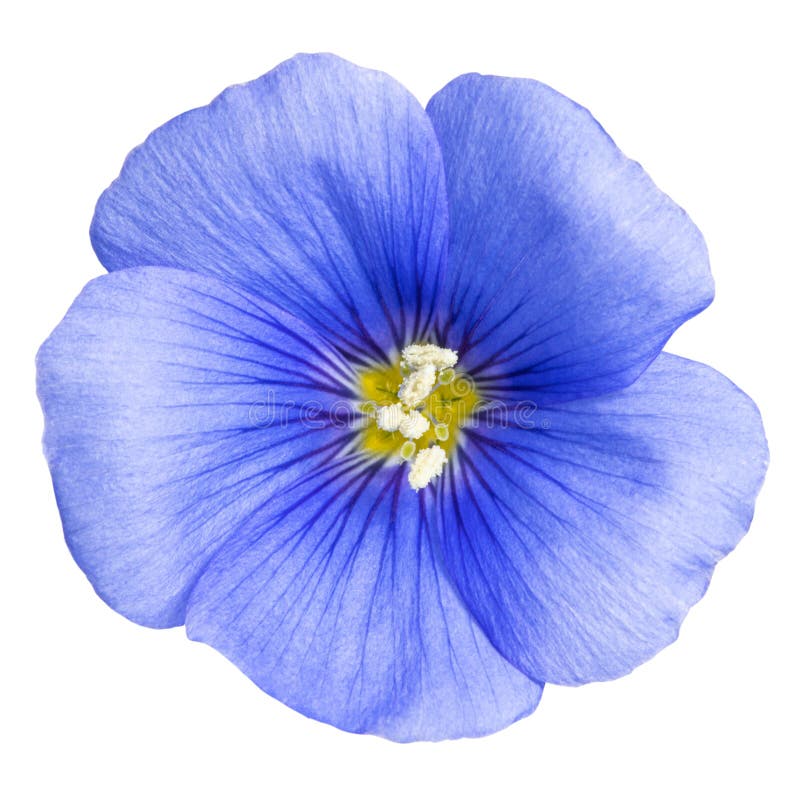 Flax Blue Flower Isolated on White Background Stock Image - Image of ...