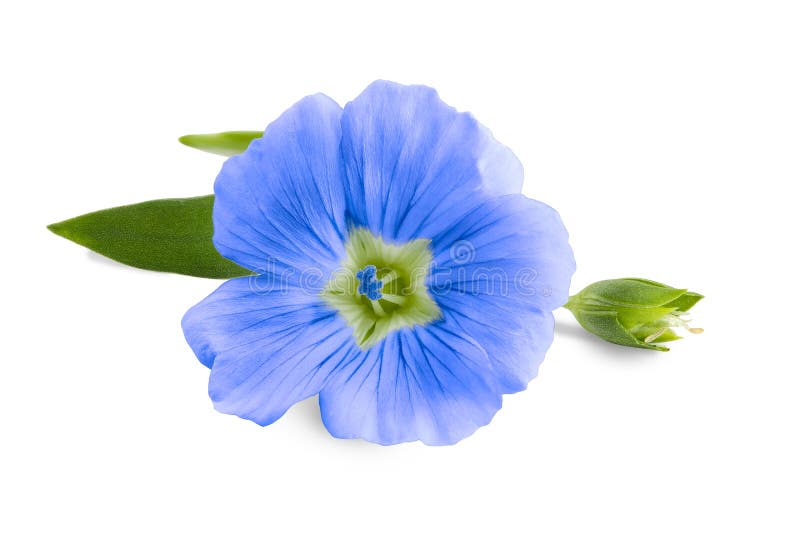 Flax Blue Flowers Closeup Isolated on White Background. Stock Image ...