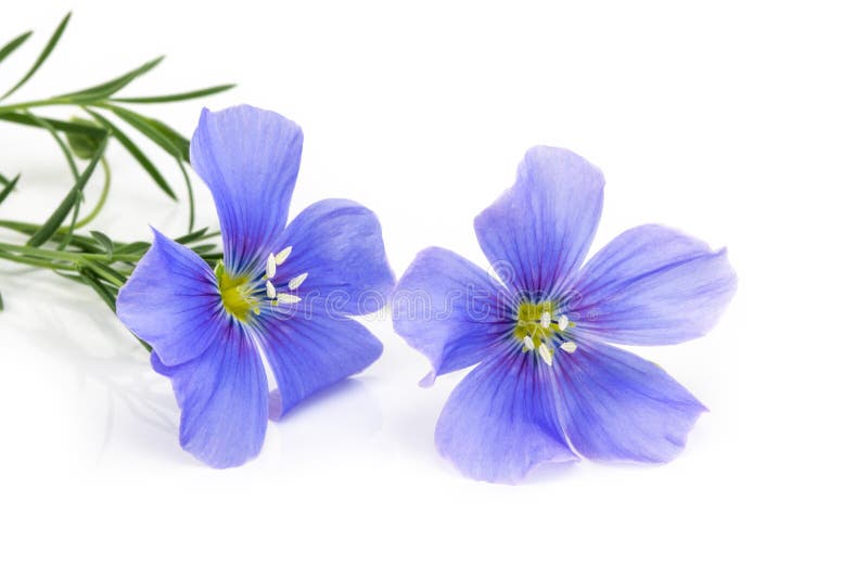 Flax Blue Flowers Isolated On White Background Stock Photo - Image of ...