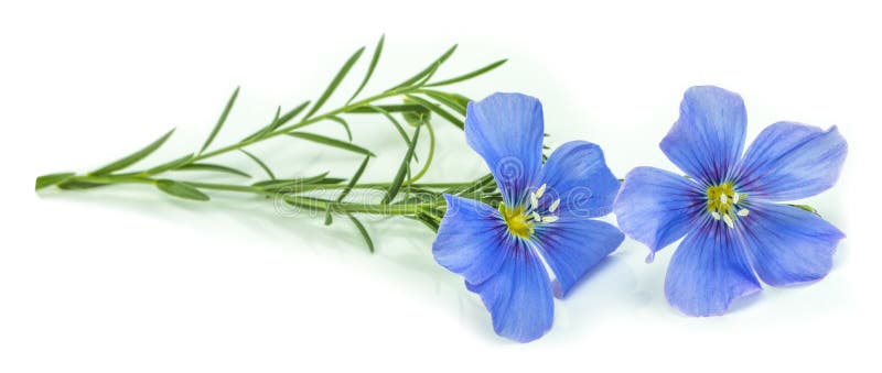 Flax Blue Flowers Isolated on White Background Stock Photo - Image of ...